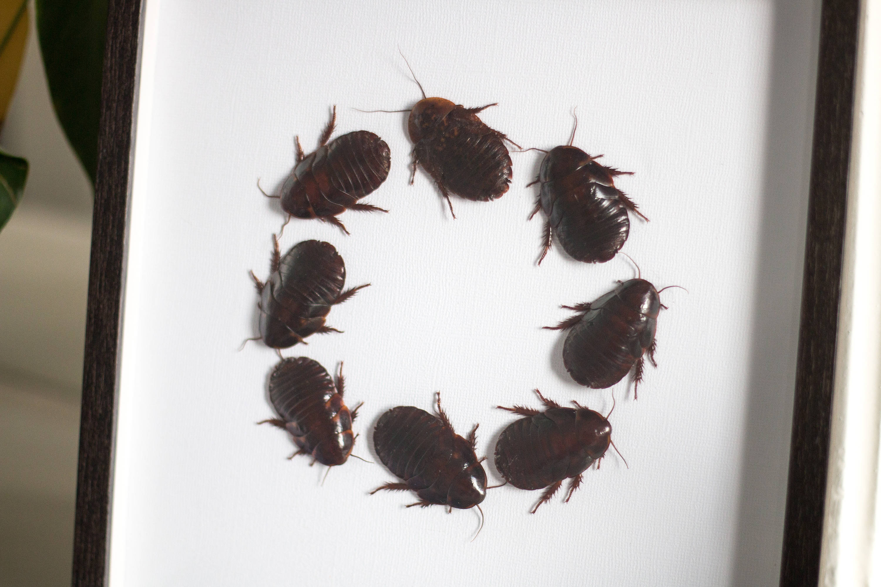 Framed cockroaches, Gromphadorhina portentosa from Madagascar