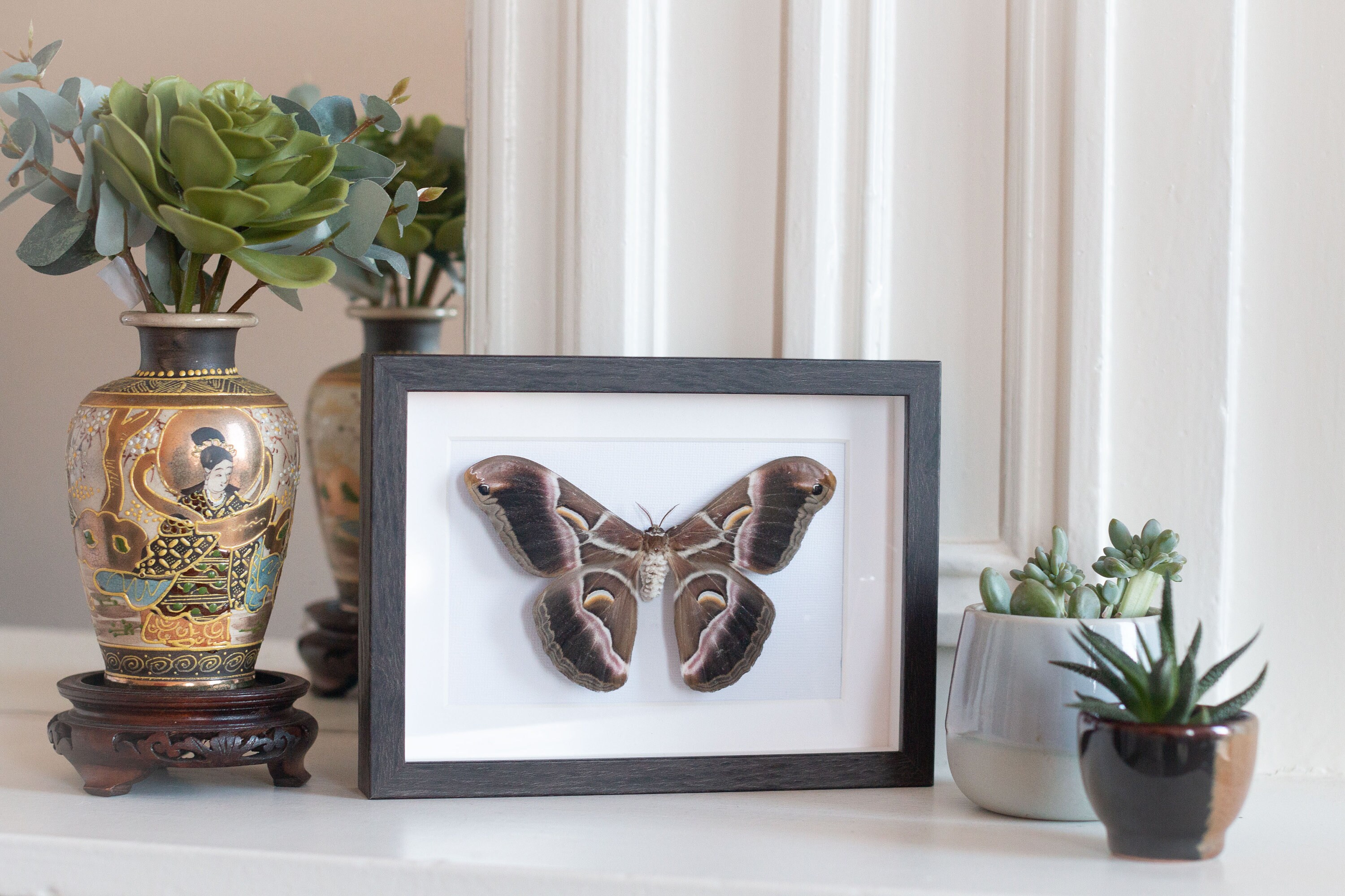 Samia cynthia ricini