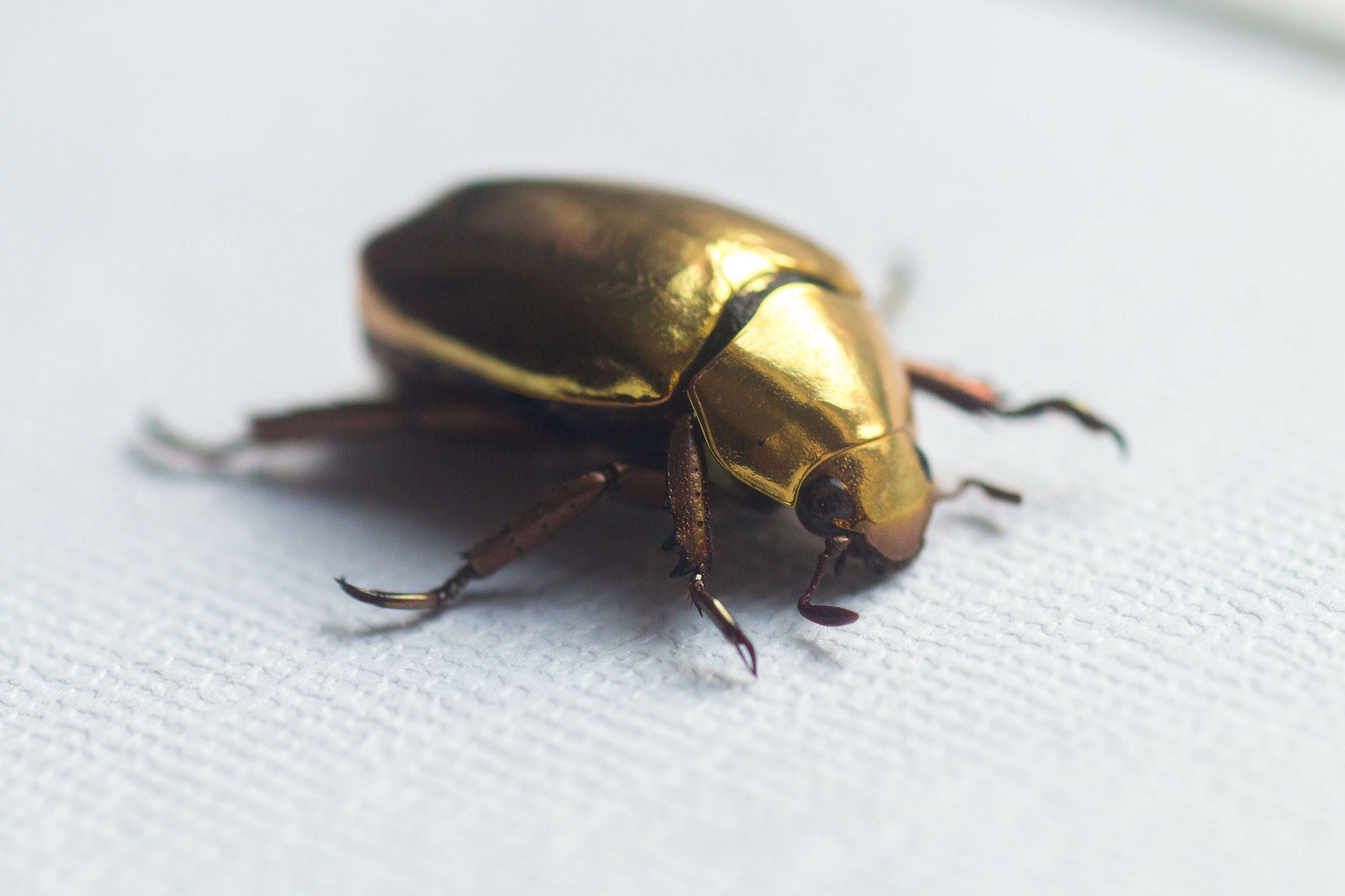 RARE !! Framed golden beetle, Chrysina resplendens