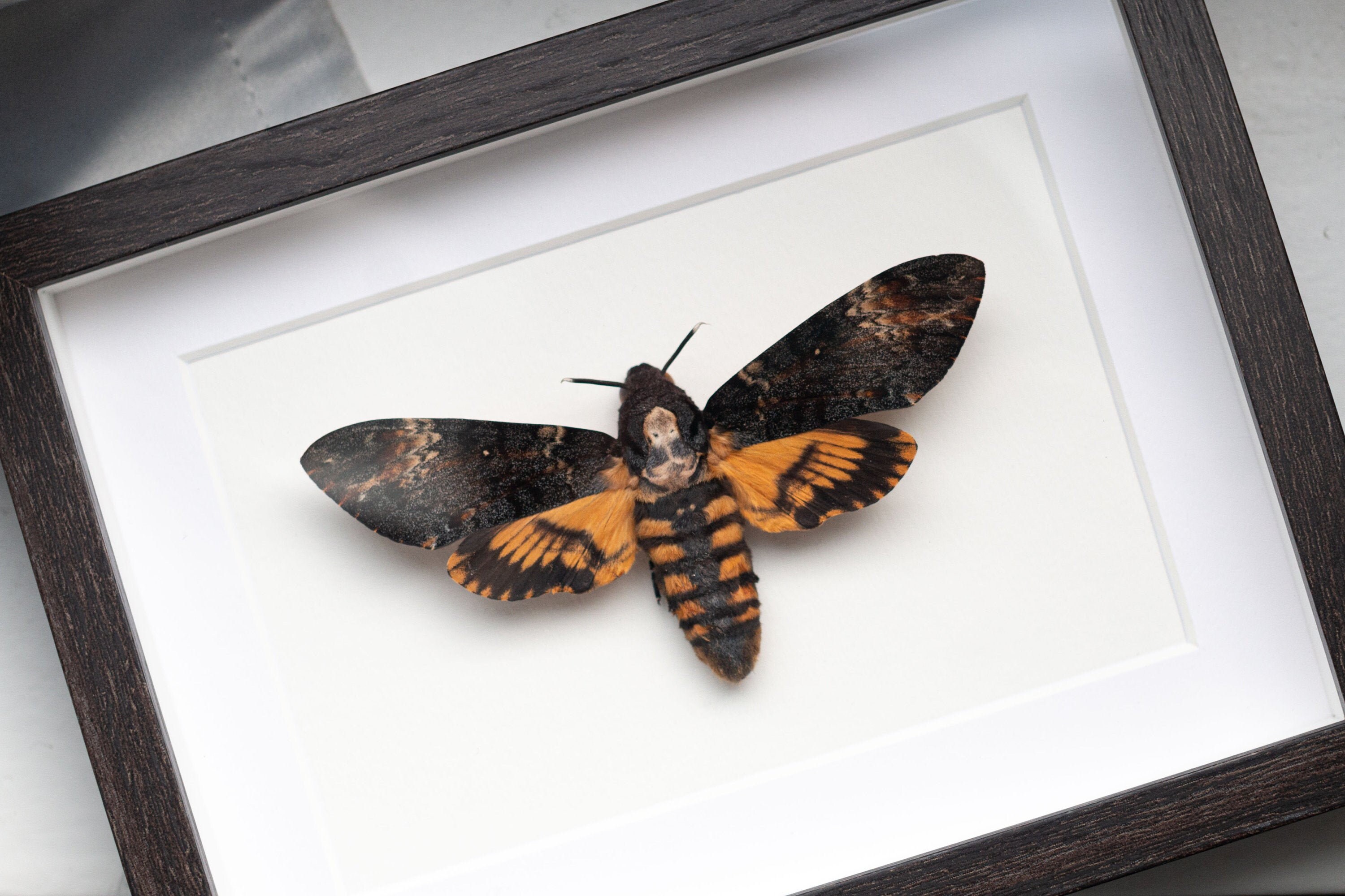 Acherontia atropos