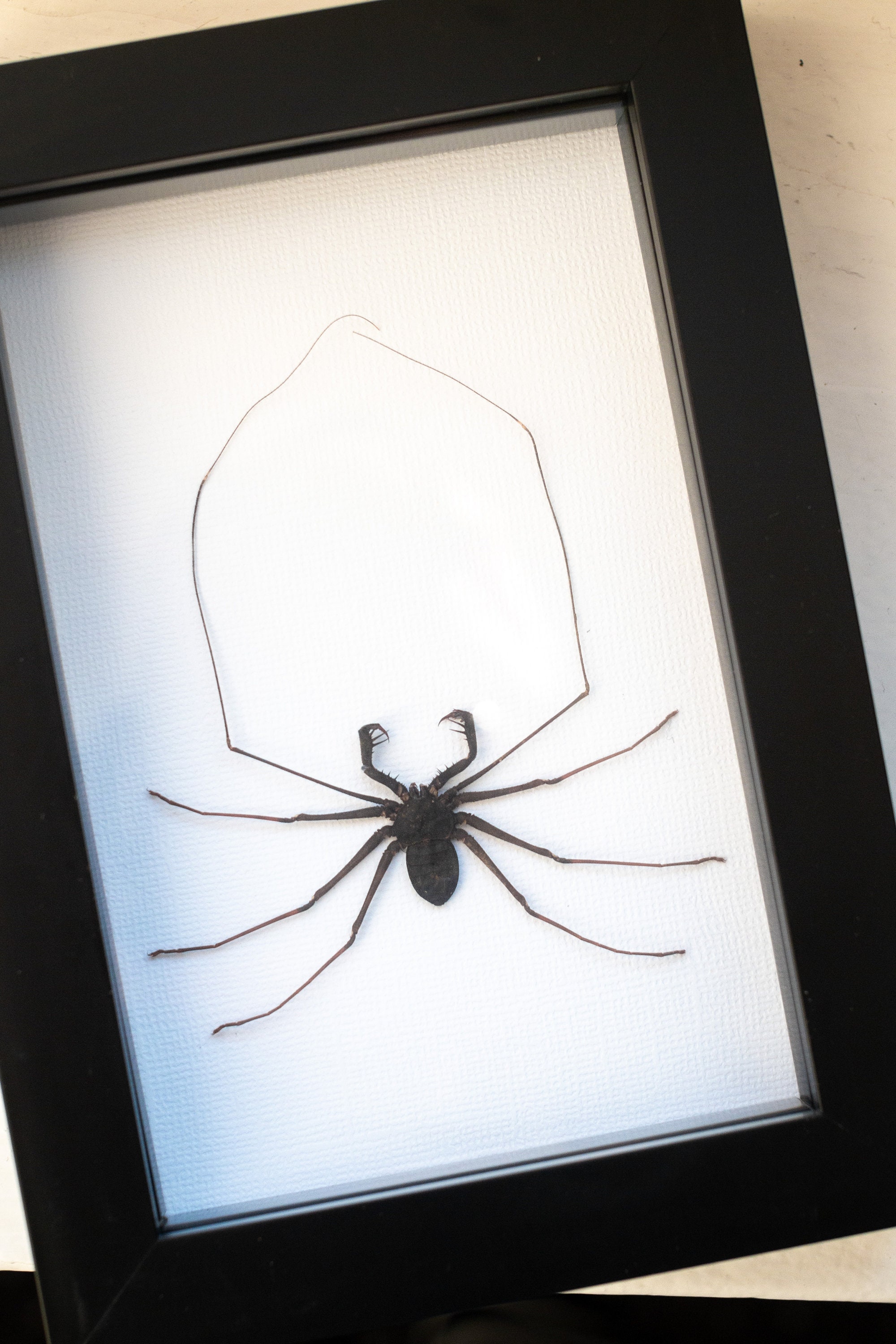 Framed whip spider, Acanthophrynus coronatus