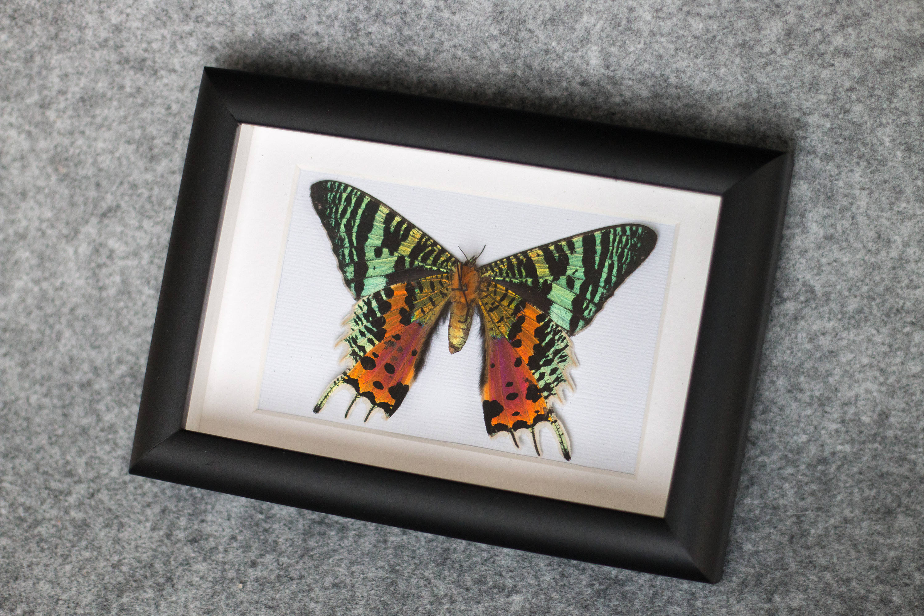 Framed sunset moth, Urania ripheus