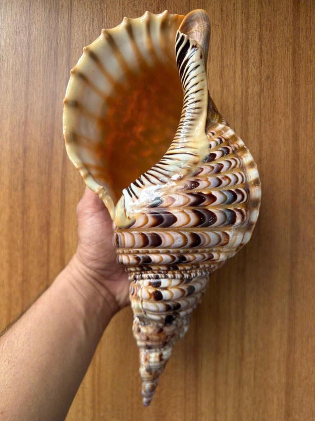 320mm (12.6") | Triton Trumpet Charonia NICE Colour| Perfect for ...