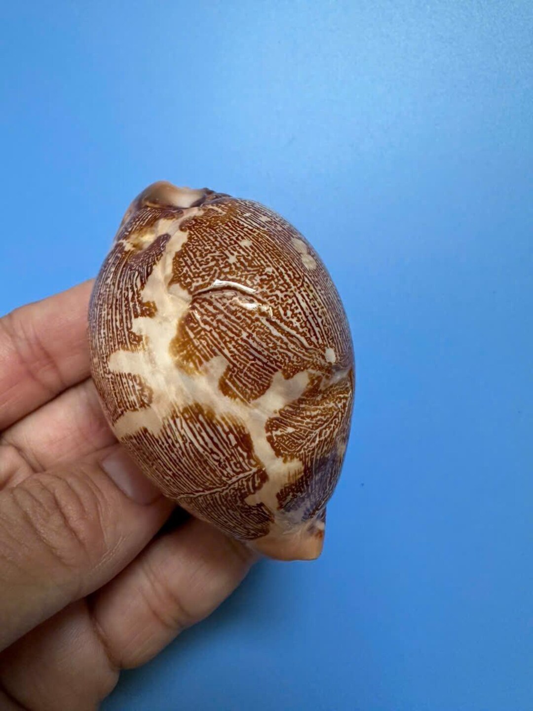 70mm | Cypraea Mappa | F+++ | Freak Abnormal Shape | Nice Shell ...