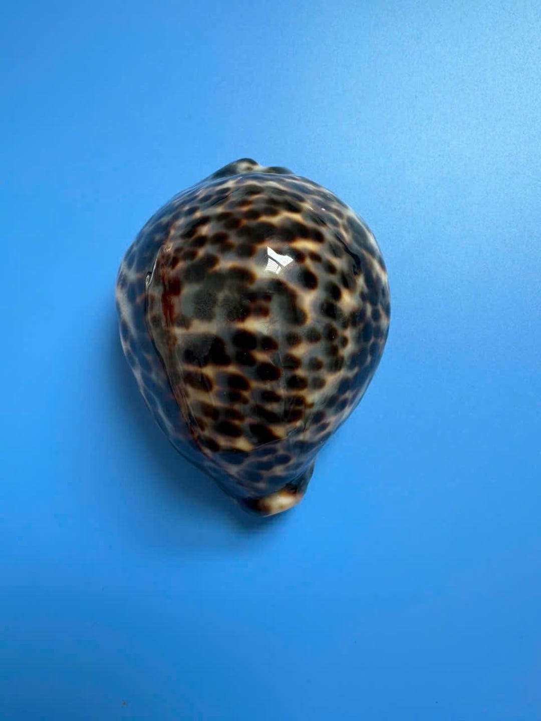 88mm | Cypraea Tigris Pardalis| F+++ GEM | Special Colour | Beautiful ...