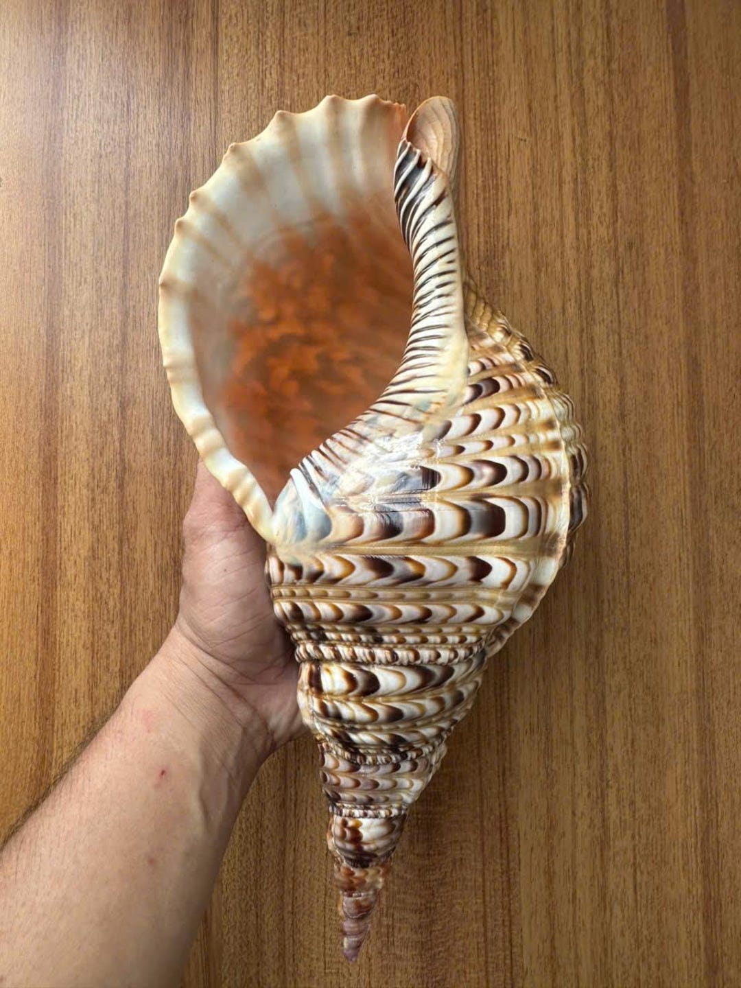 Triton Trumpet Seashell: Coastal Decor, Shell Collection (12.8") - Etsy