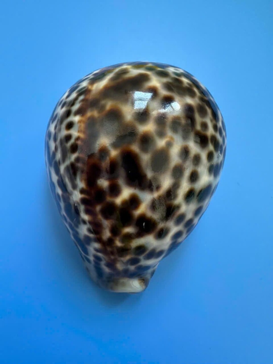 104mm | Cypraea Tigris| F+++| Nice Colour | Beautiful Shell ...