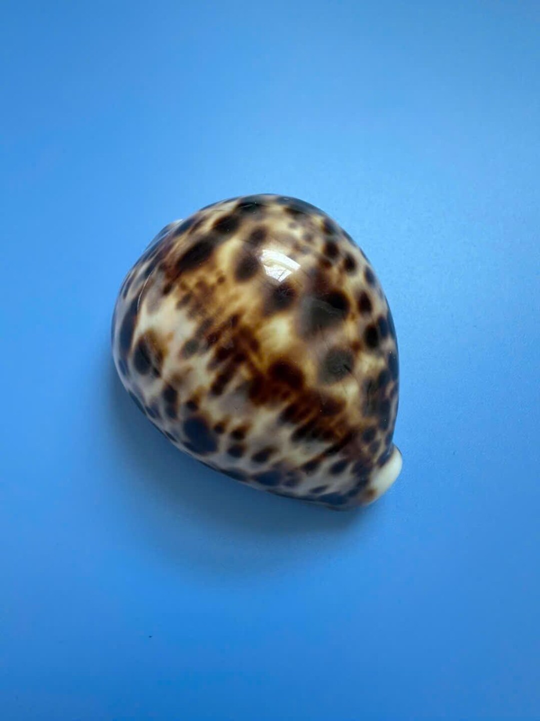 75mm | Cypraea Tigris| F+++ GEMS | BIG Dots | SUPER Nice | Beautiful ...