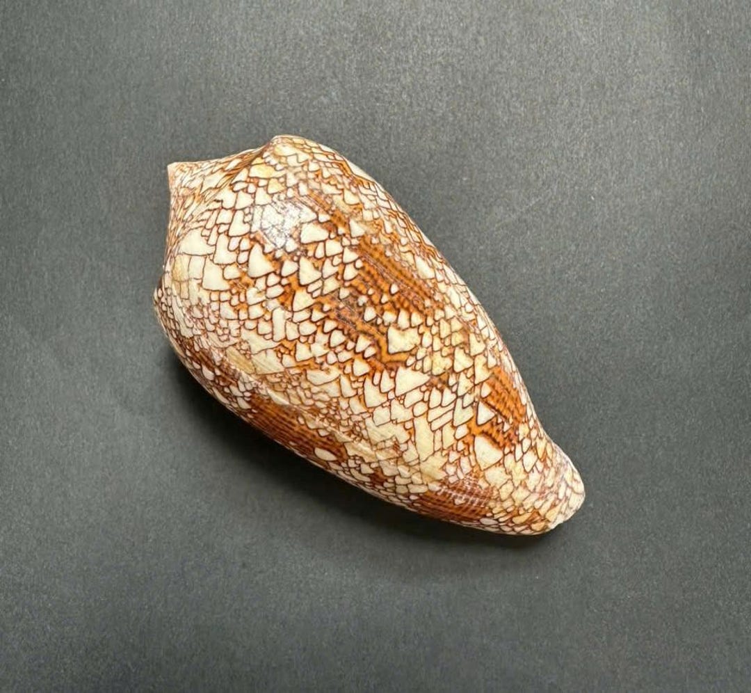 86mm Conus Textile Seashell F+++ - Big Size, Stunning Pattern! Perfect ...