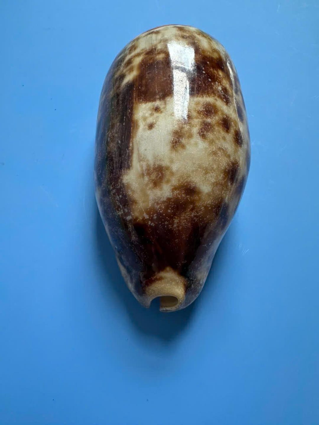 135mm | Cypraea Testudinaria | Superb GIANT & RARE | F+++ GEMS ...