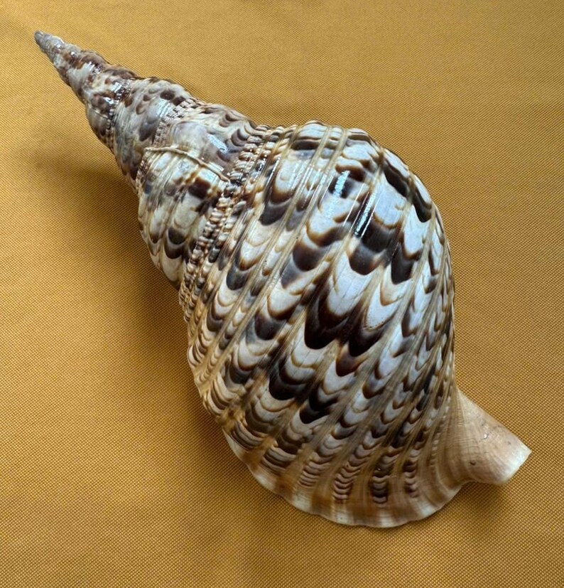 326mm | 13.83" | Triton Trumpet Charonia HUGE Seashell | Perfect for ...