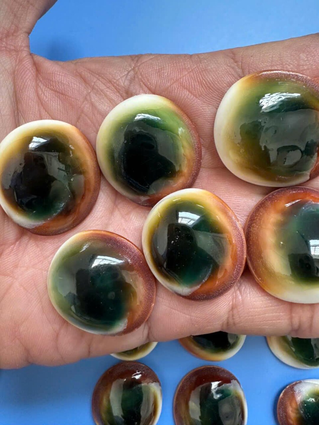 Set of 10pcs |shiva Eye Oval Operculum Cabochon |26-32mm| Stunning ...