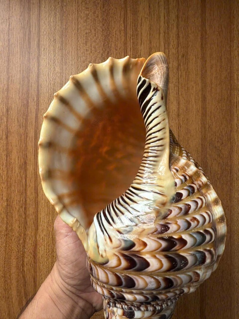 320mm (12.6") | Triton Trumpet Charonia NICE Colour| Perfect for ...