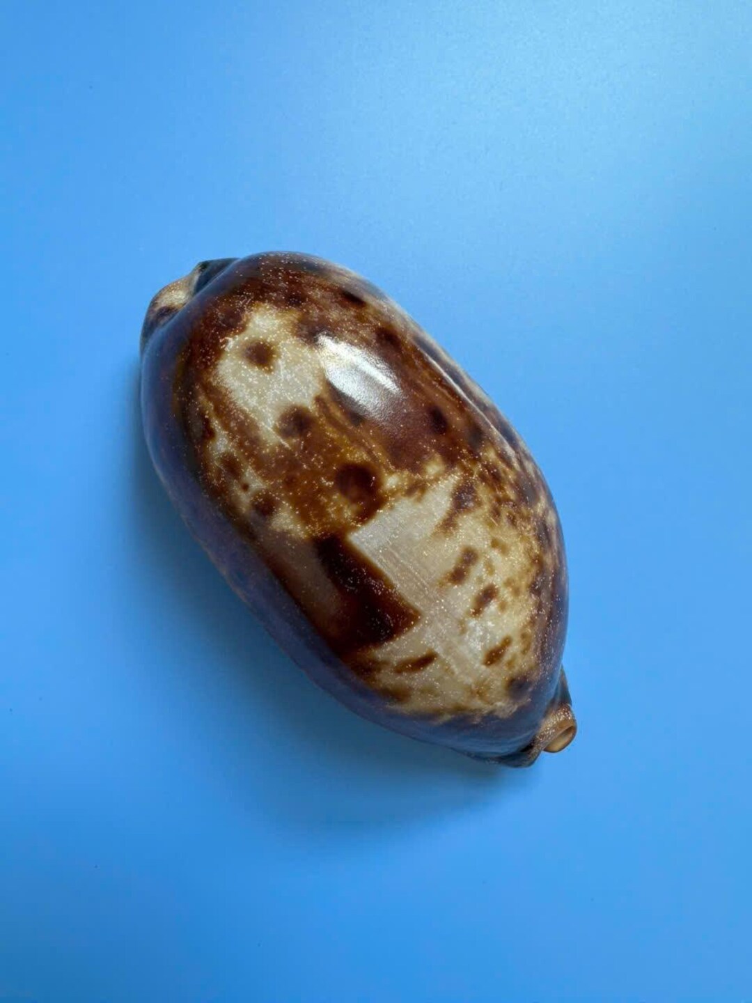 130mm | Cypraea Testudinaria | GIANT & RARE | F+++ GEMS| Cypraeidae ...