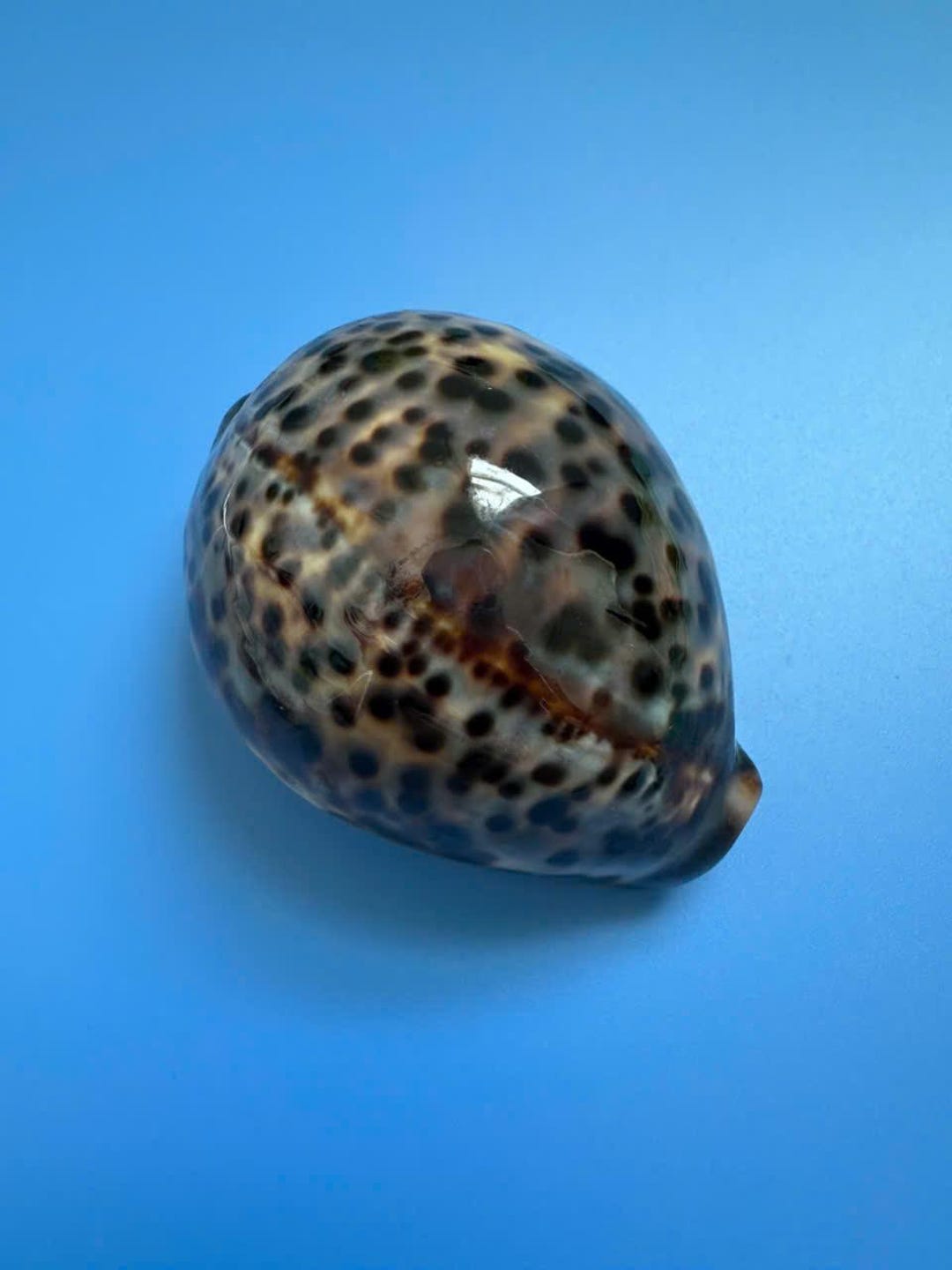 90mm | Cypraea Tigris | Pink Blue Yellow Special Colour| F+++ GEM ...