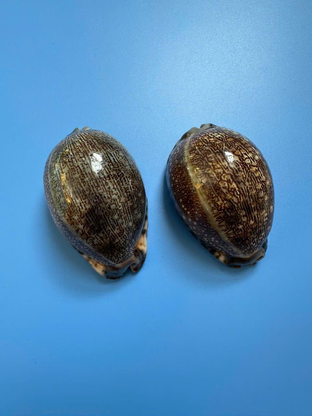 Set of 2pcs | 76 & 80mm| Cypraea Arabica | GIANT Size Seashells | F ...