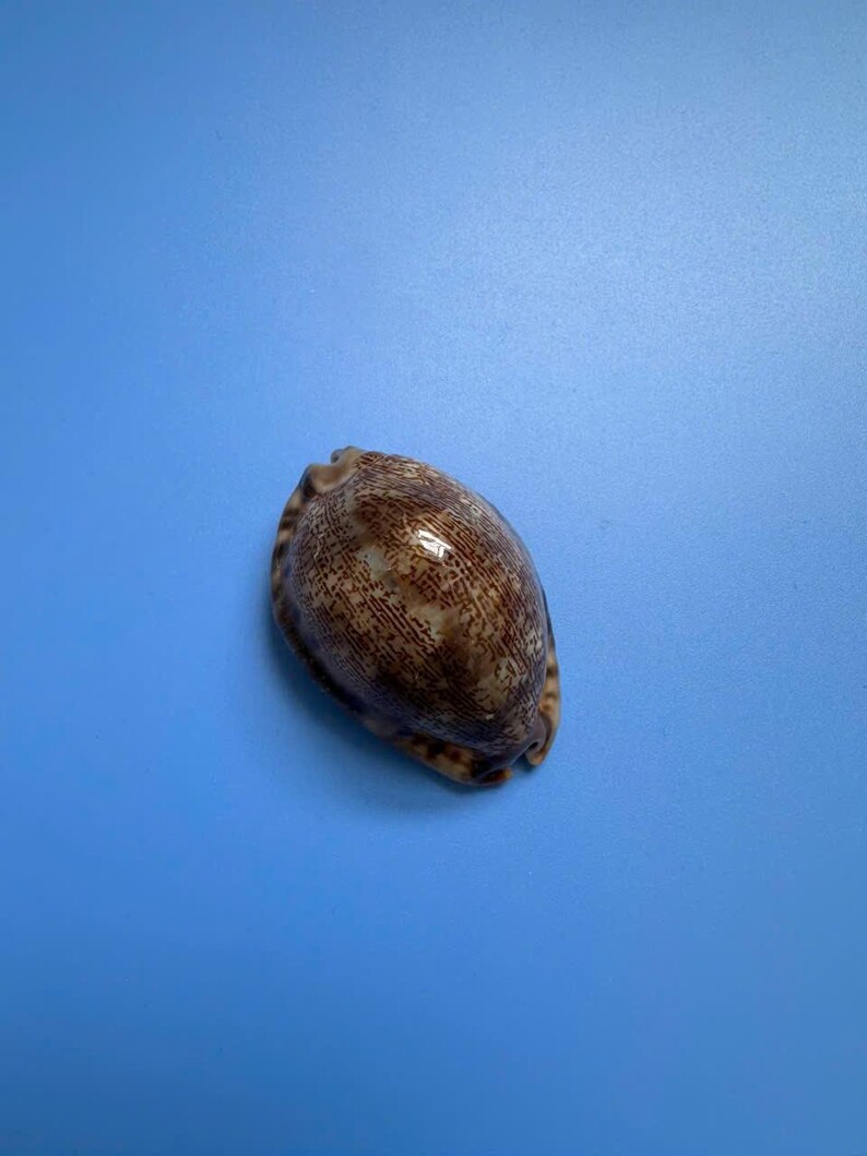 Cypraea Arabica Gibba Seashell: 55mm Coastal Decor Shell - Etsy