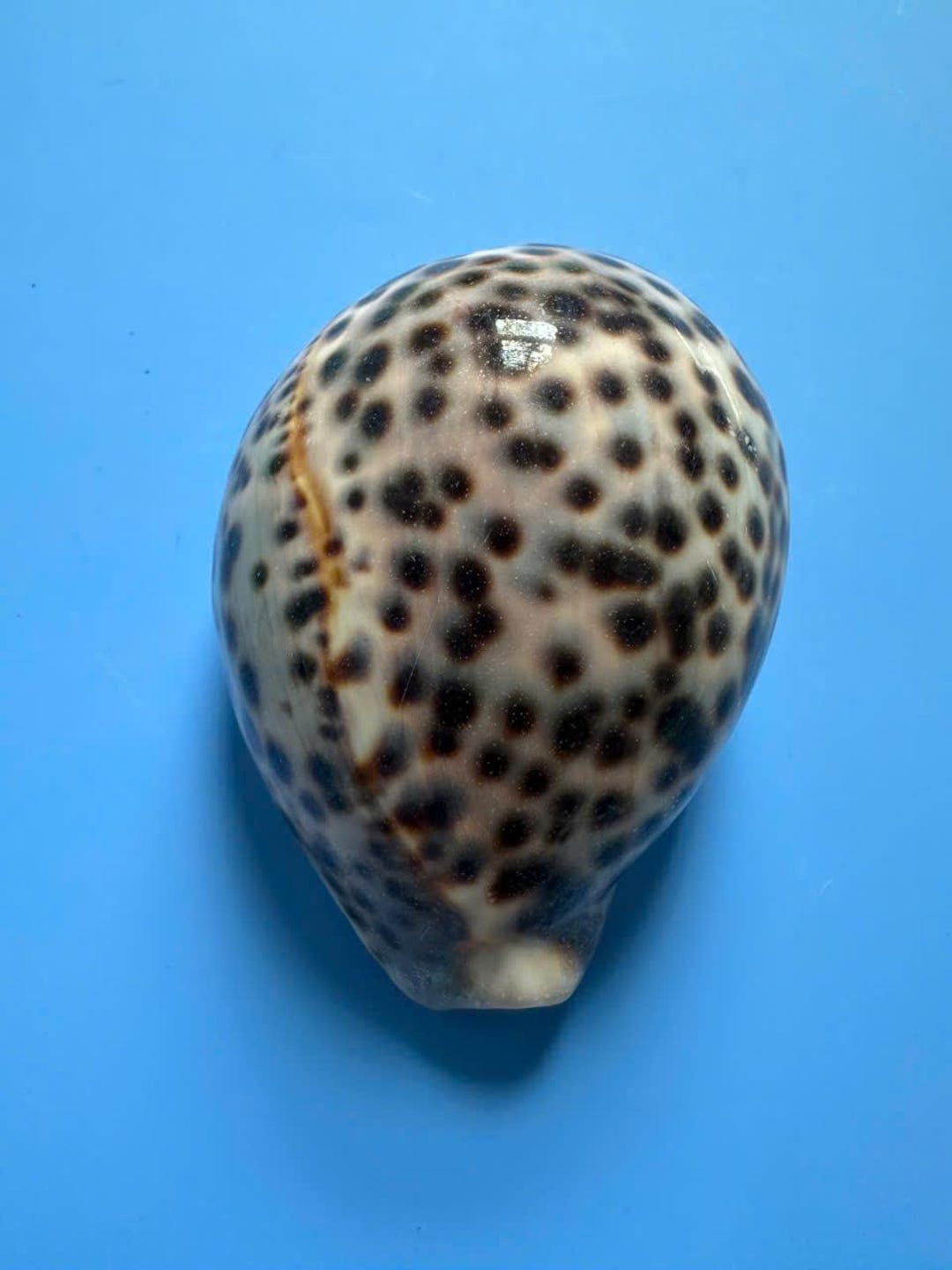 96mm Cypraea Tigris Superb NICE & RARE | F+++ | Cypraeidae | Aesthetic ...