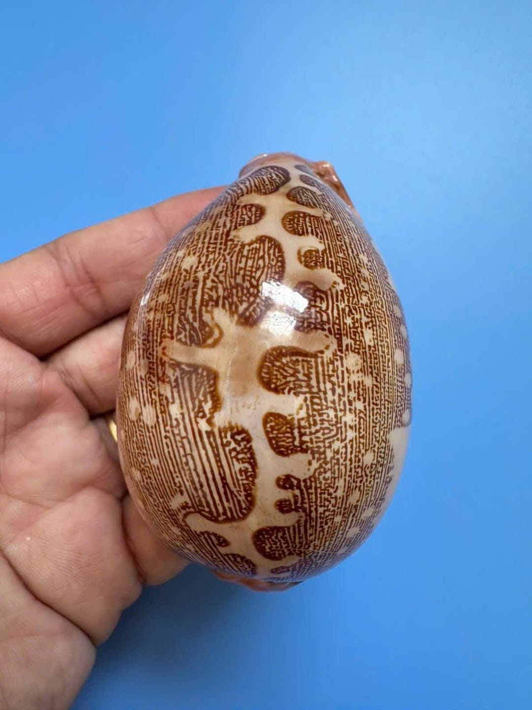 79mm Cypraea Mappa | F+++ GEMS | Supper Nice Pattern | Aesthetic ...