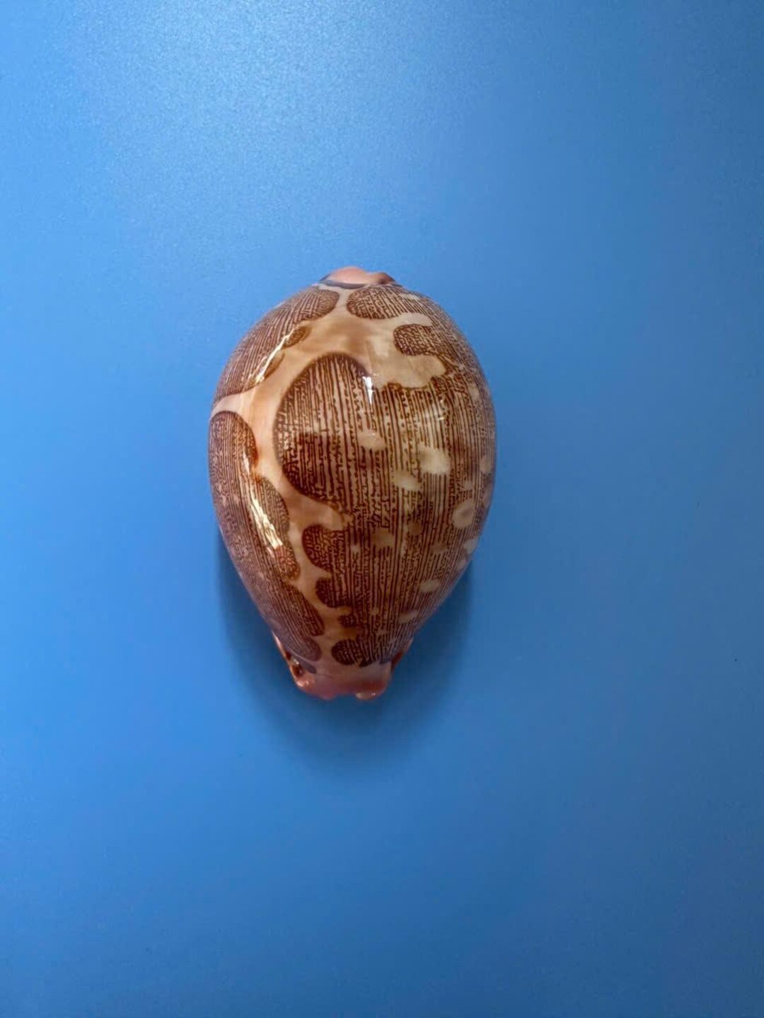 71mm | Cypraea Mappa | F+++ GEM| Strange Pattern| Beautiful & Nice ...