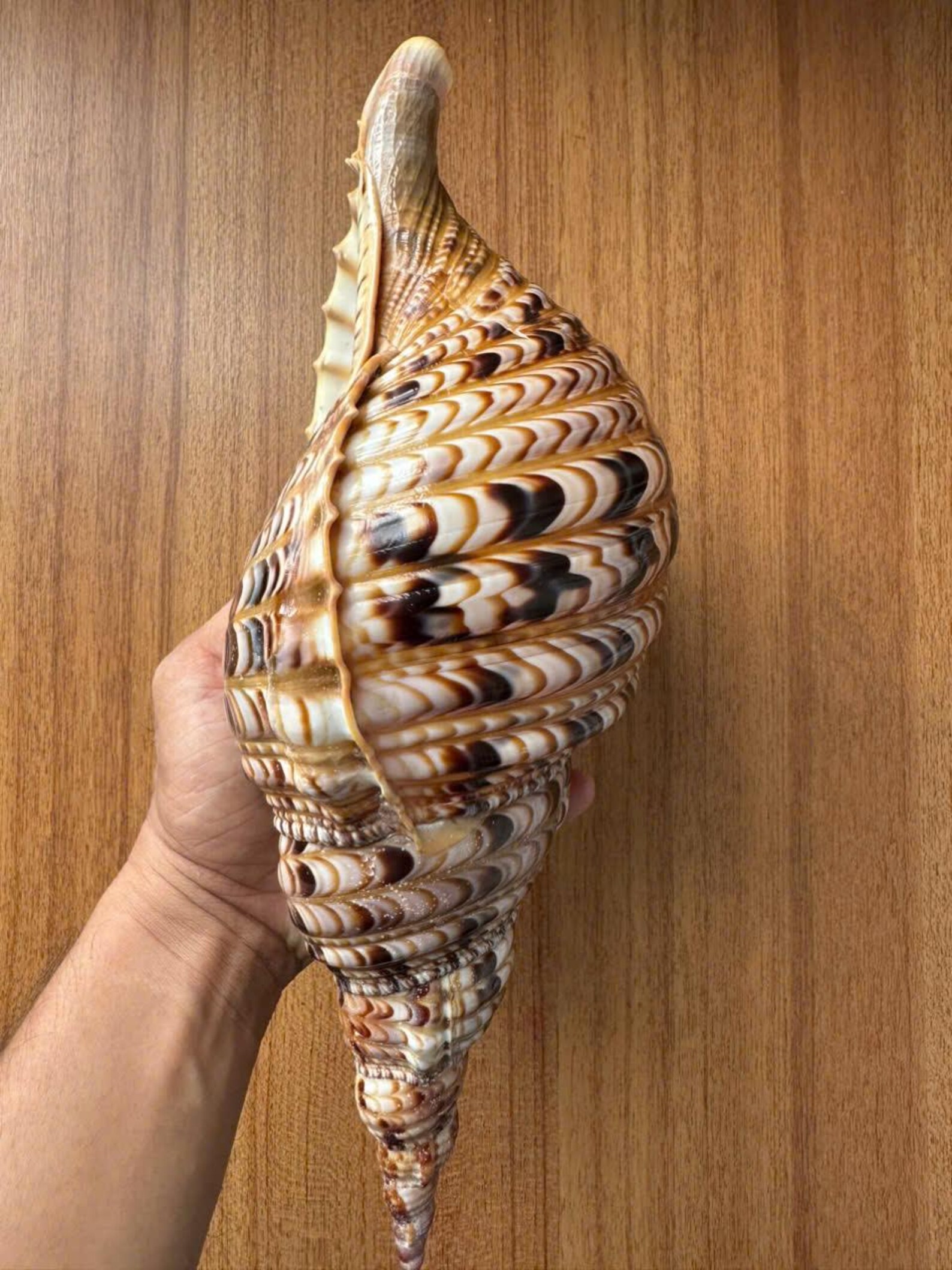 320mm (12.6") | Triton Trumpet Charonia NICE Colour| Perfect for ...