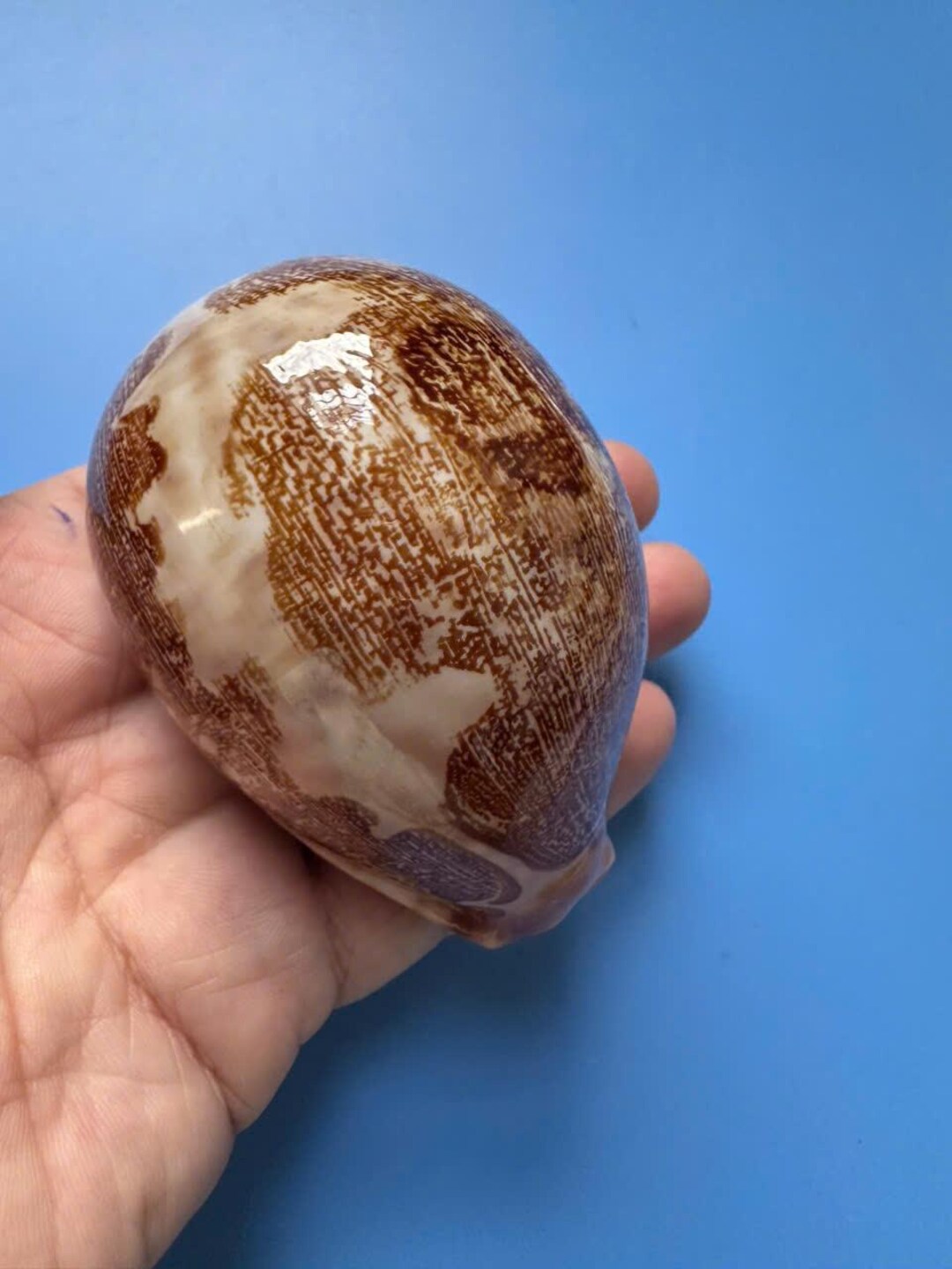 84.6mm Cypraea Mappa F+++ GEM Orange Mouth Strange Pattern Cowrie Shell ...