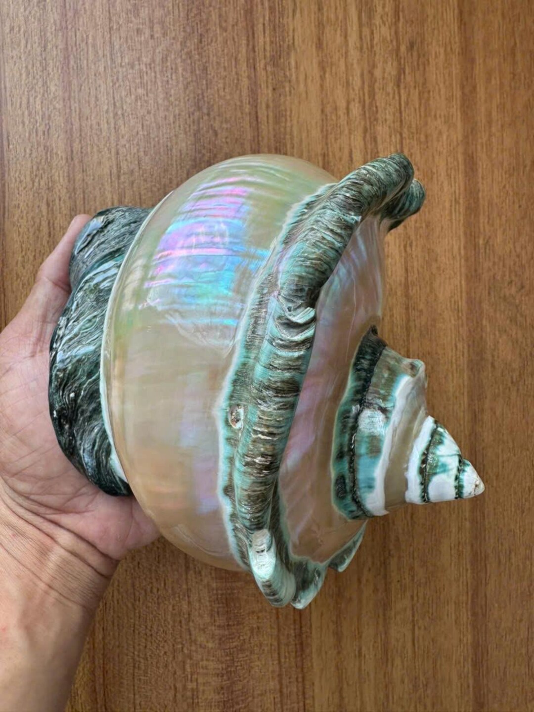 15cm - 581grams | GIANT Iridescent & Green Marmoratus Turban Shell ...