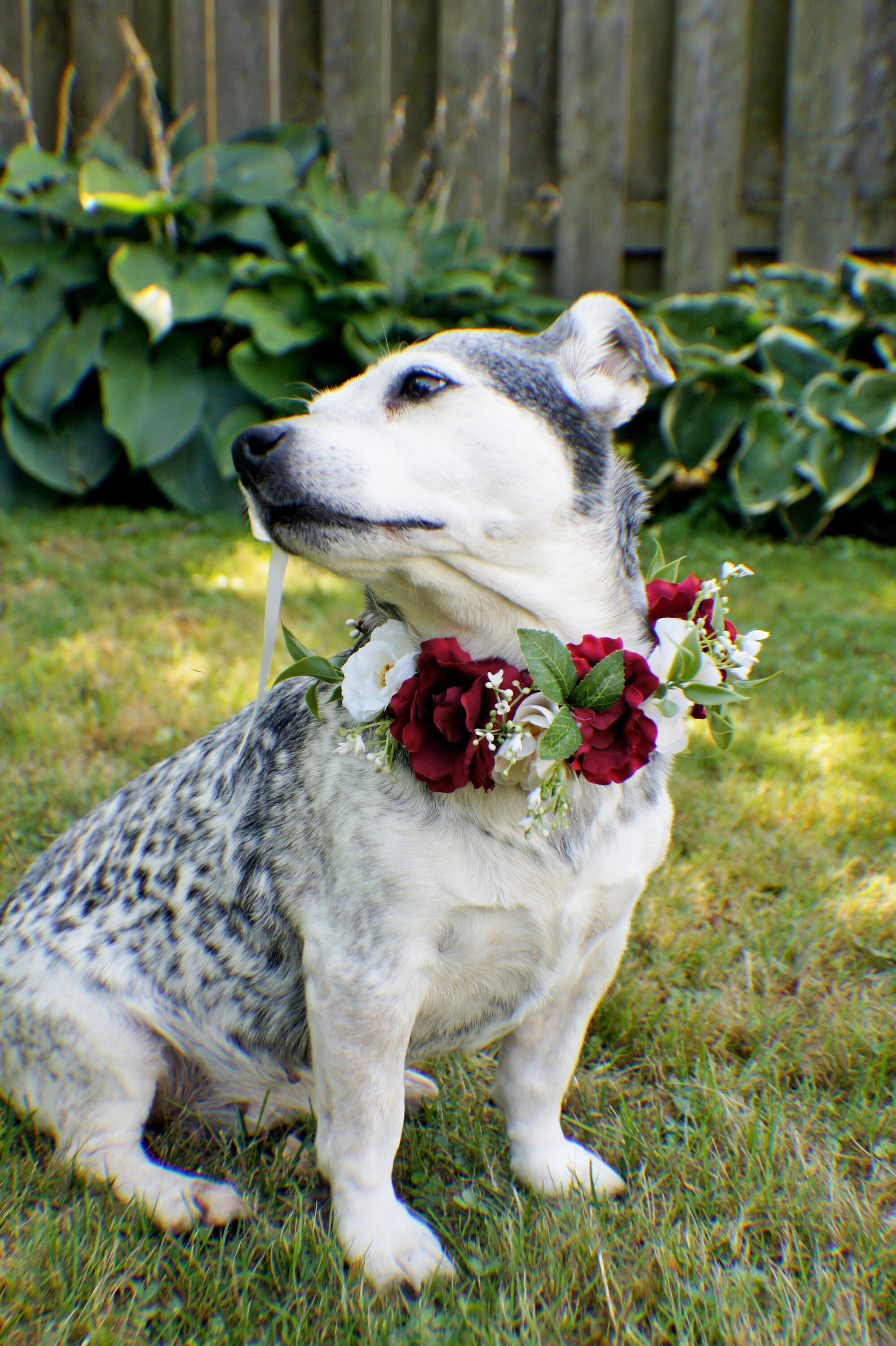 Wedding Dog Crown, Dog Wreath, Dog Flower Crown, Dog Flower Collar ...
