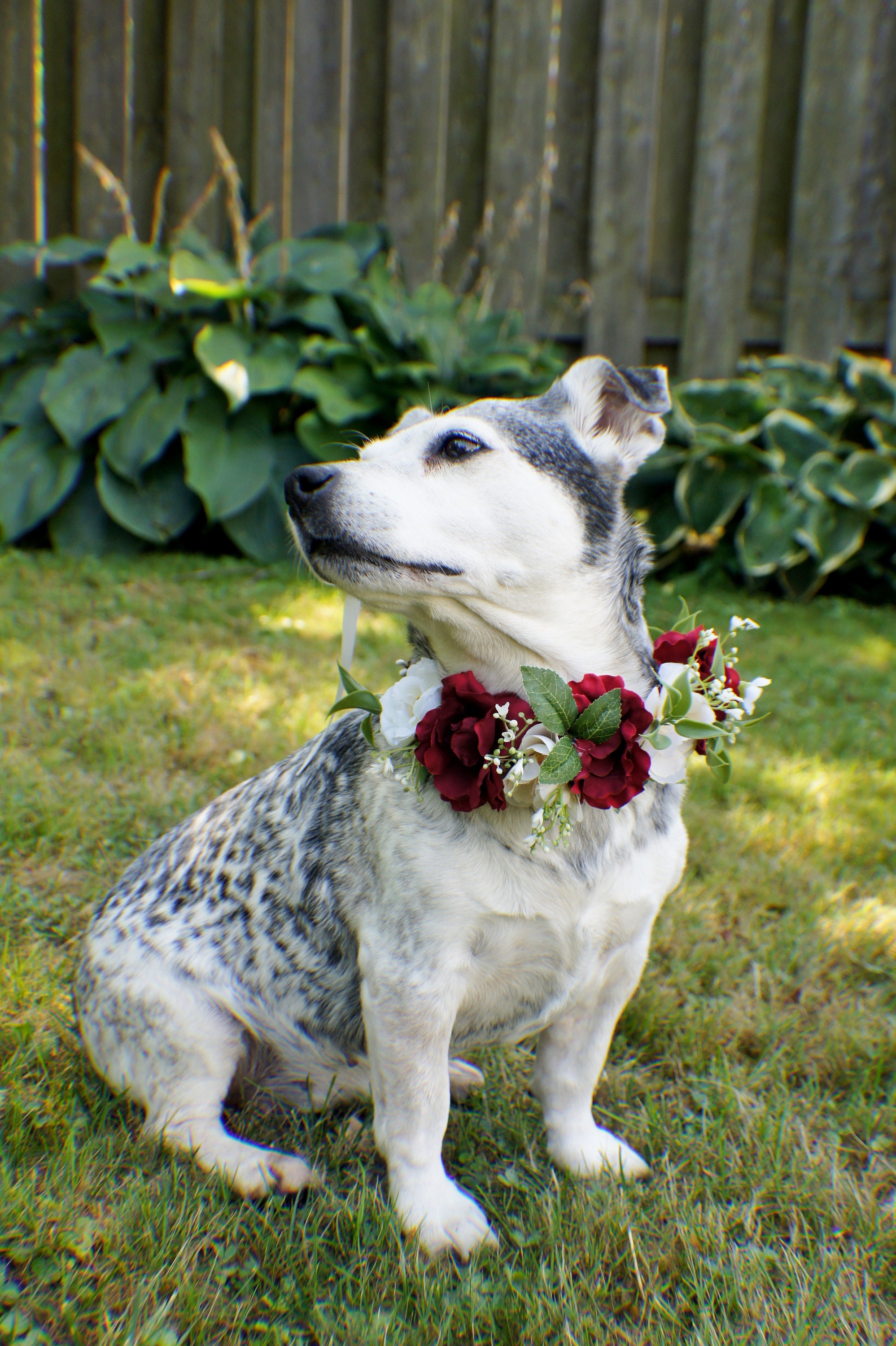 Wedding Dog Crown Dog Wreath Dog Flower Crown Dog Flower - Etsy