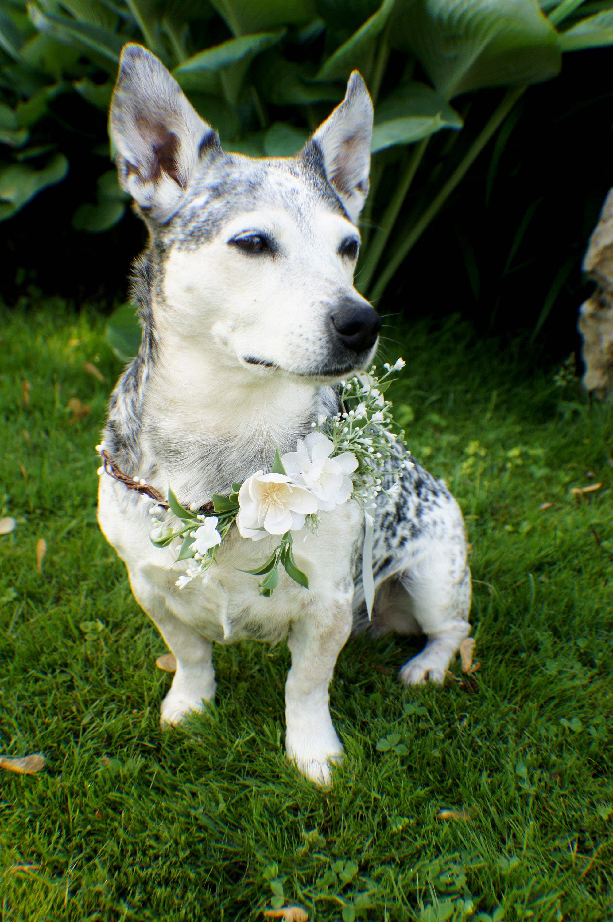 Wedding Dog Crown Dog Wreath Dog Flower Crown Dog Flower | Etsy