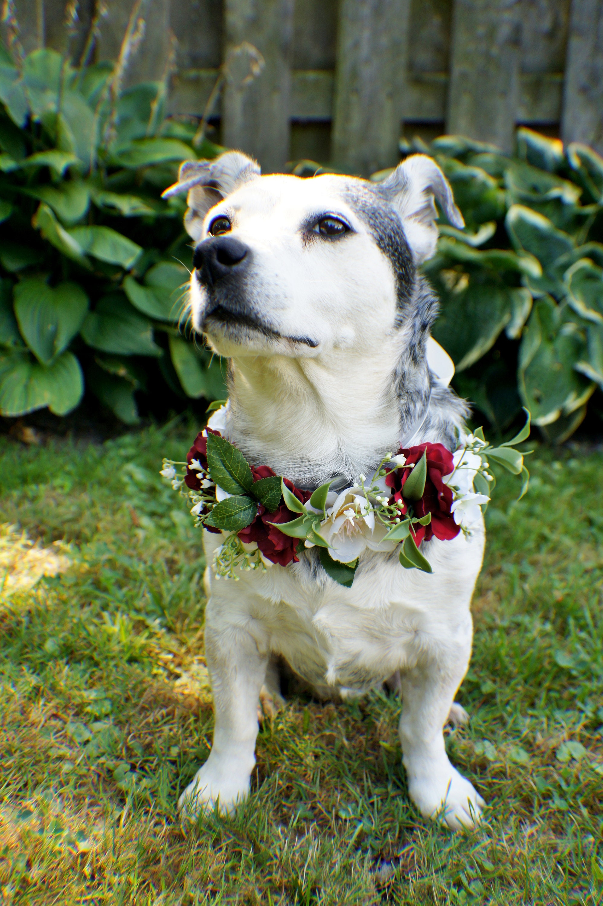 Wedding Dog Crown Dog Wreath Dog Flower Crown Dog Flower - Etsy