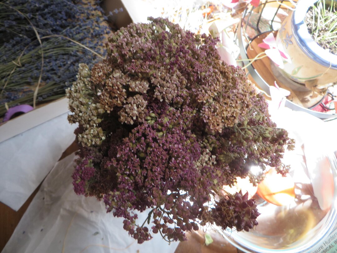 FRESHLY DRIED YARROW Multi Color - Etsy