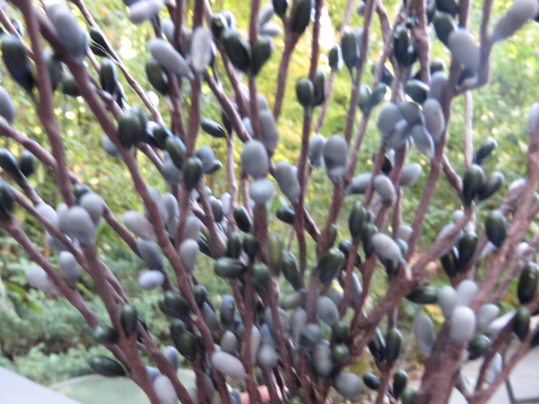 GRAY and TEAL PIP Berry Sprays Cool Forest Pip Sprays - Etsy