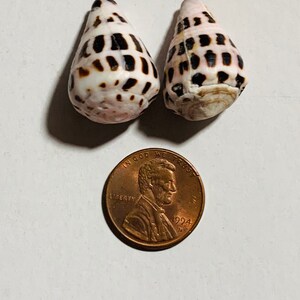 Hawaii Medium Hebrew Cone Shells - Etsy