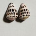 Hawaii Medium Hebrew Cone Shells - Etsy