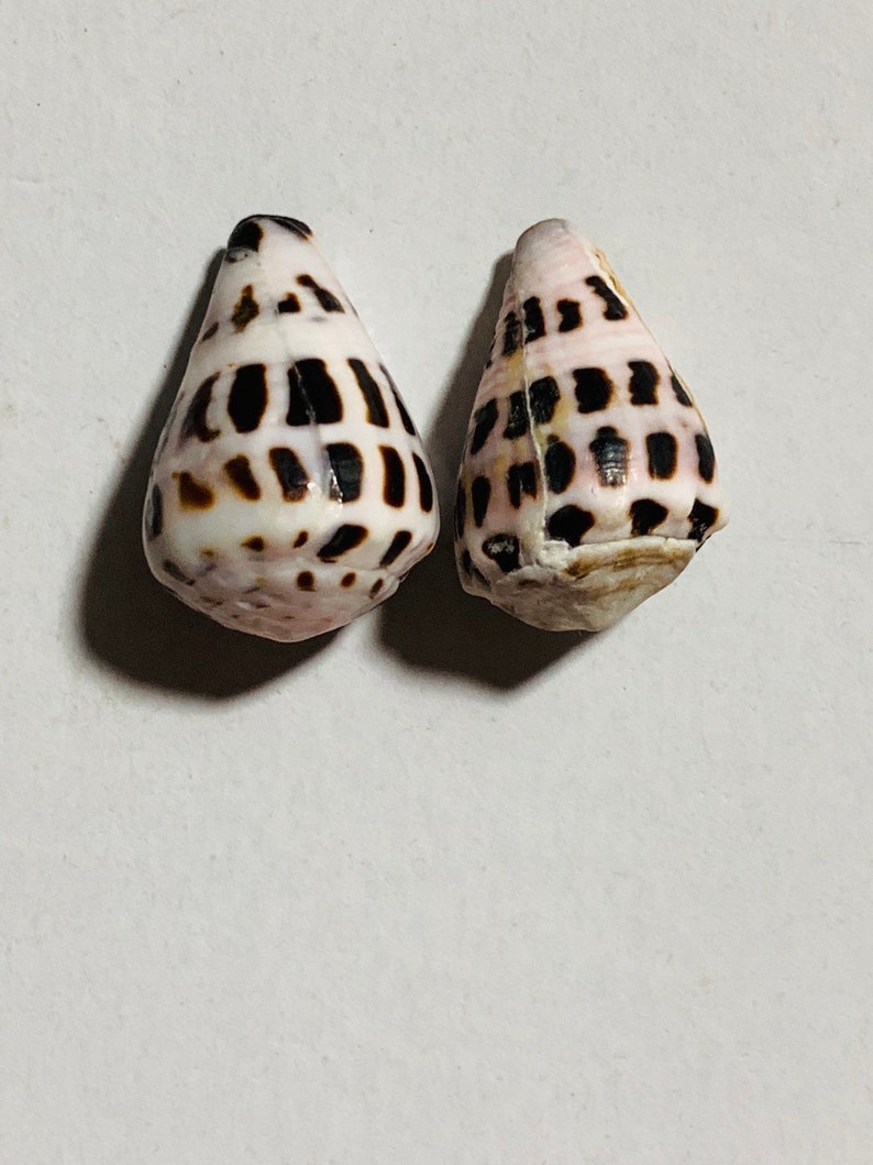 Hawaii Medium Hebrew Cone Shells - Etsy