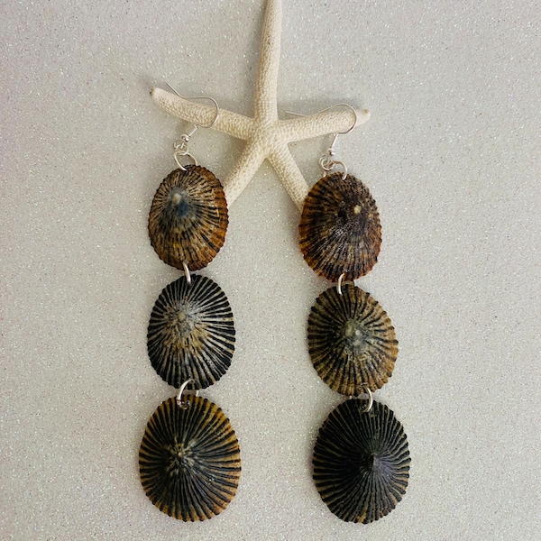 Opihi Shell - Etsy