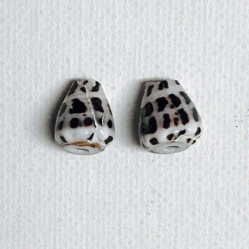 Hebrew Cone Shell Bead - Etsy
