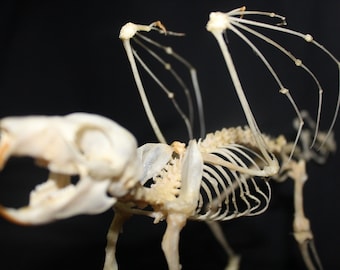 Squirrel skeleton | Etsy