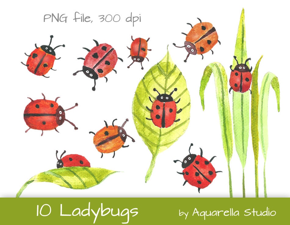 Watercolor Ladybugs - Watercolor Ladybug Clipart - Ladybird Clipart ...