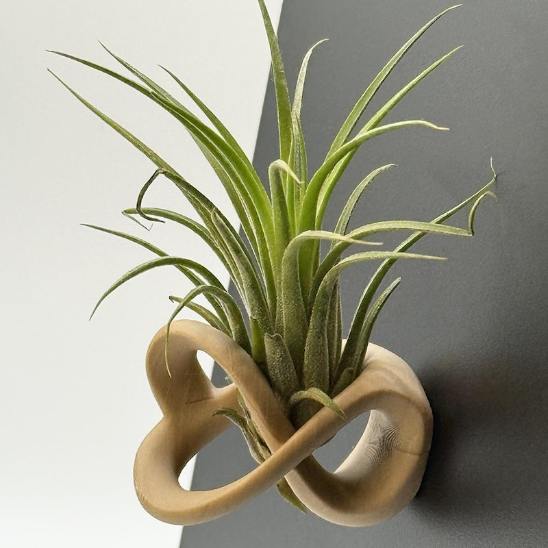 Air Plant Holder - Etsy
