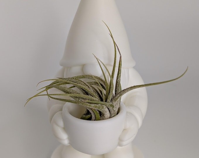 Callisia Repens "gold Form" - Creeping Inch Plant/turtle Vine - Starter ...