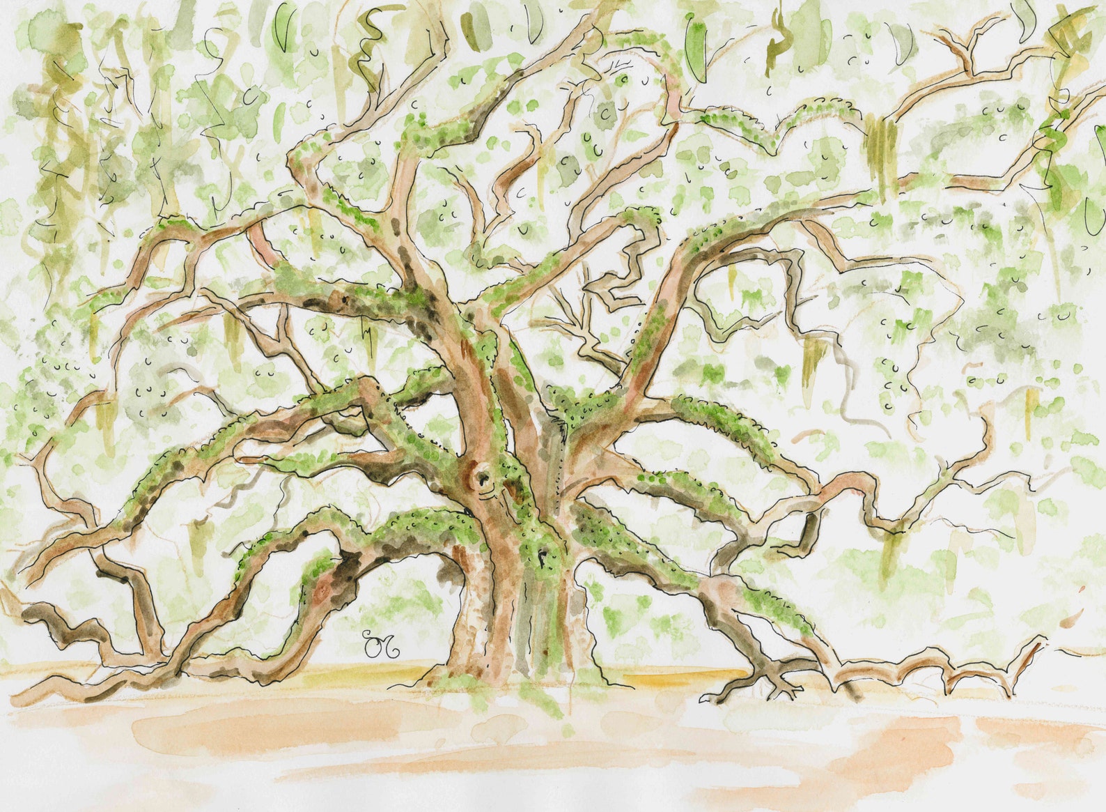 Angel Oak Watercolor Giclée Print- Live Oak Tree - Etsy