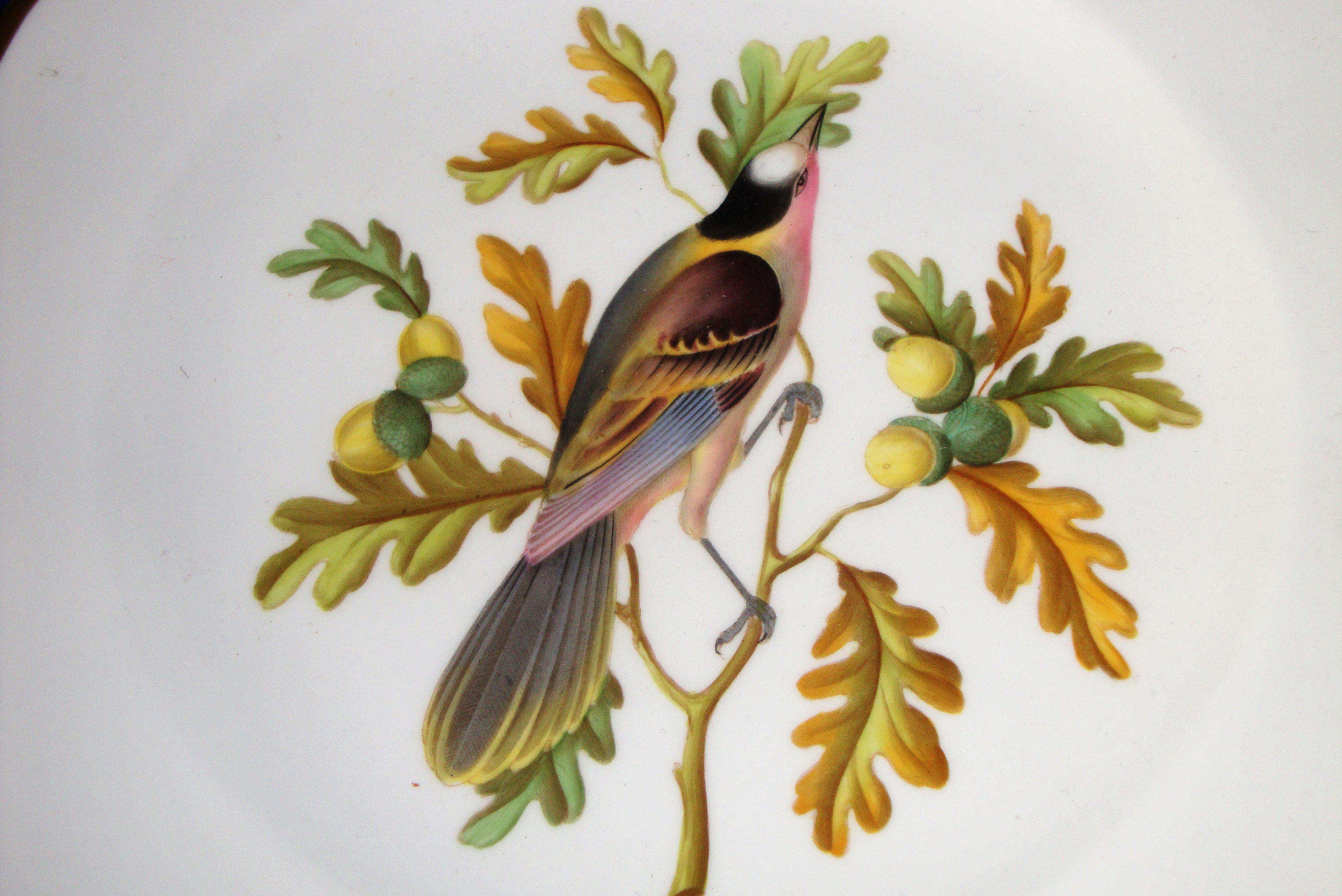 SPODE GARDEN BIRDS Cabinet Plates Hand Painted and Signed - Etsy UK