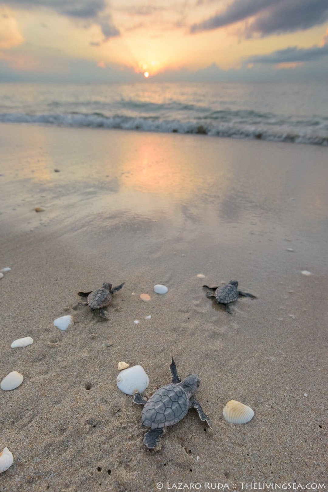 Baby Sea Turtles On The Beach