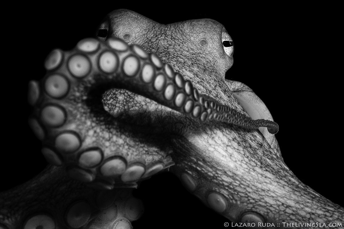 Black And White Octopus White Spotted Octopus Signed Fine Art Print