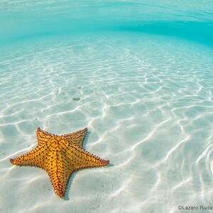 Orange Sea Star in the Beach Fine Art Underwater Photograph Print - Etsy