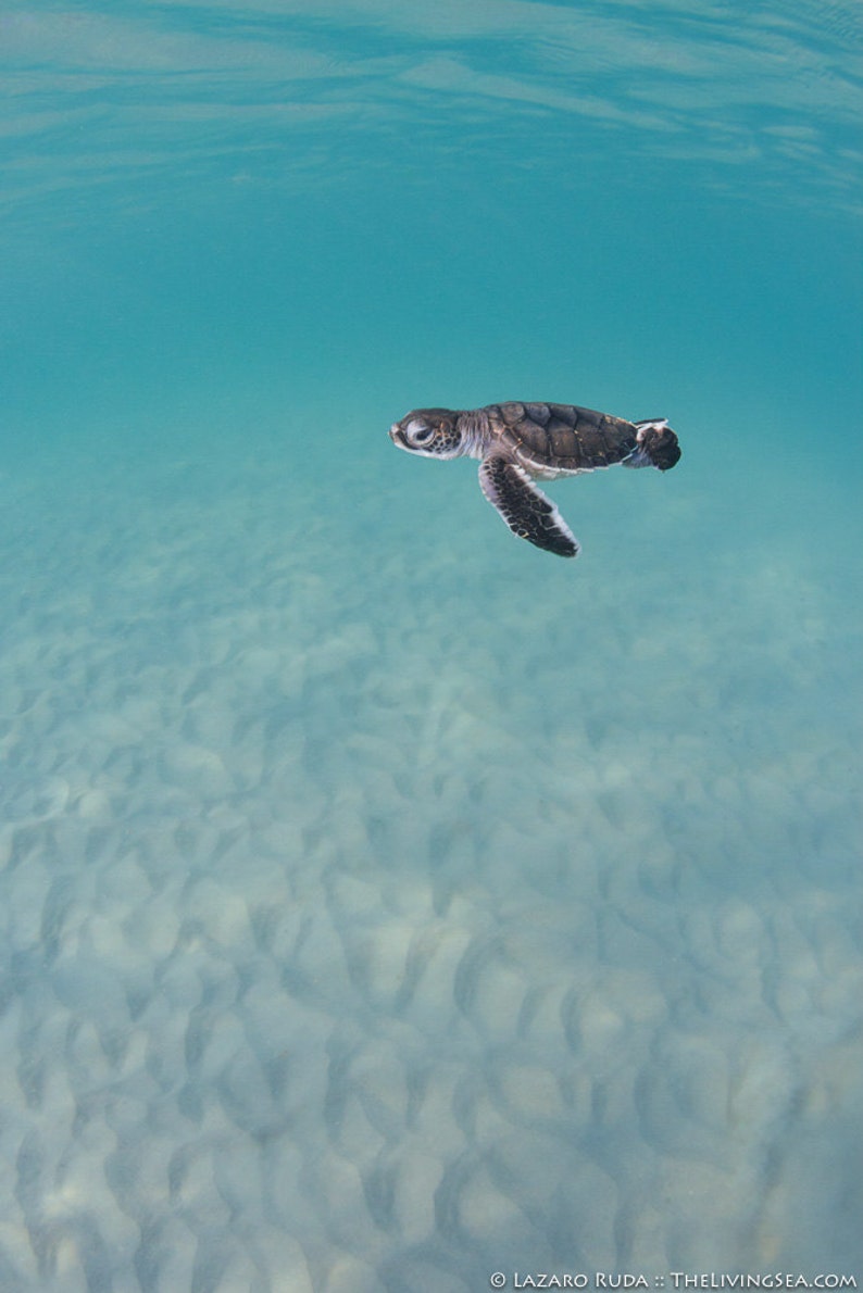 Green Sea Turtle Hatchling In The Ocean Fine Art Photograph Etsy 