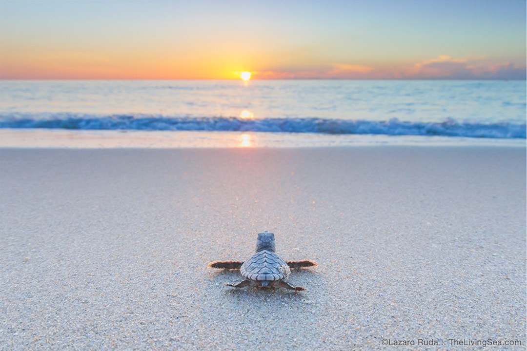 Baby Sea Turtle on the Beach Fine Wall Art Photograph Print - Etsy