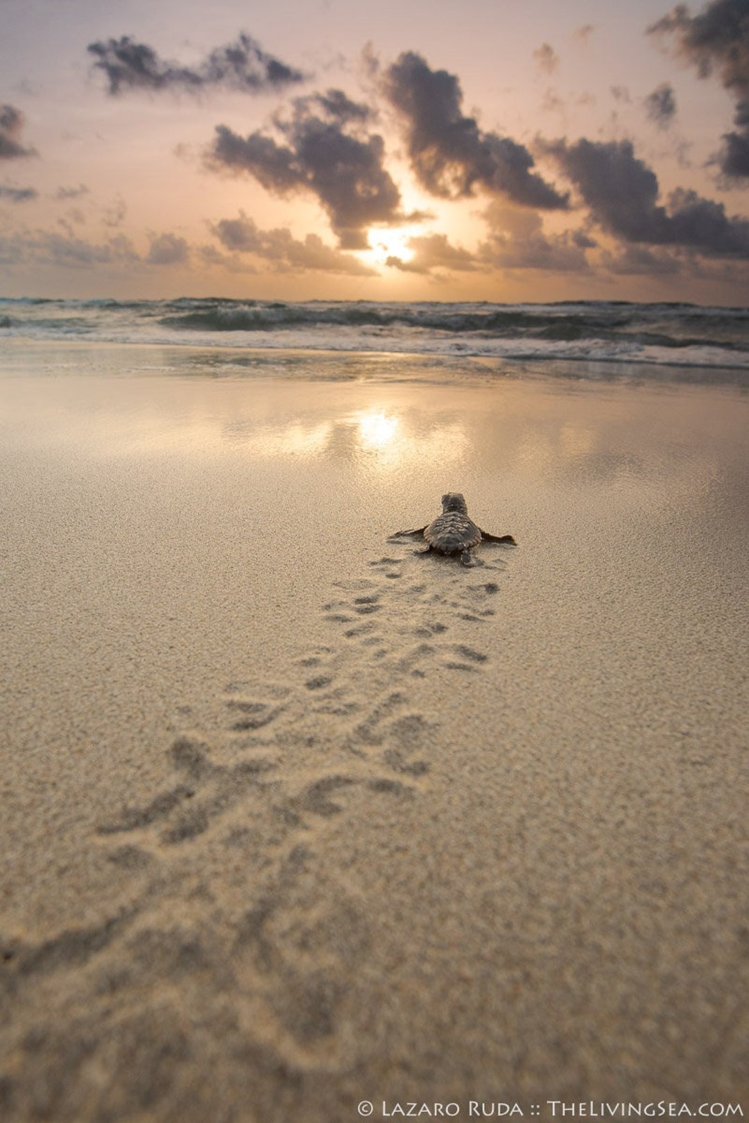 Baby Sea Turtle at Sunrise on the Beach Fine Wall Art Photograph Print ...